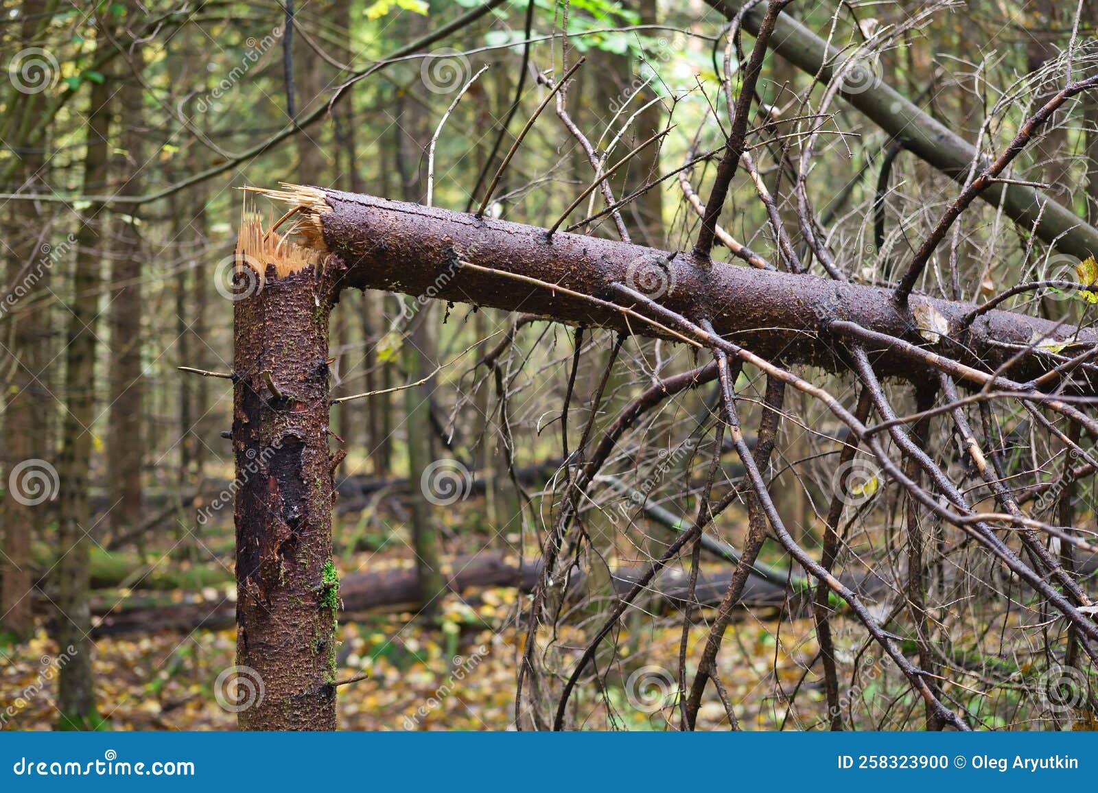 Broken Tree Trunk in the Forest. Fallen Pine Tree Stock Photo - Image ...