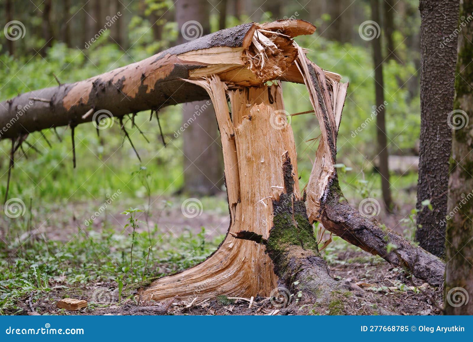 Broken Tree Trunk in the Forest. Fallen Pine Tree Stock Image - Image ...