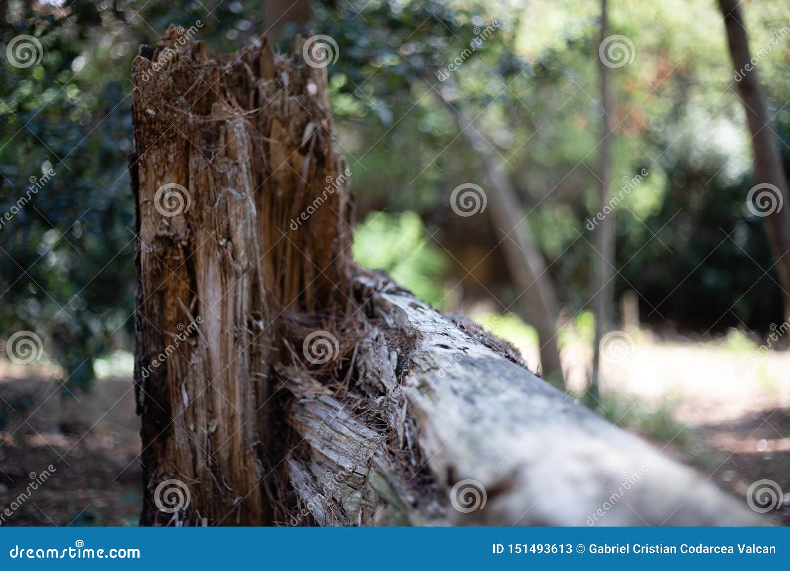 Broken Tree Trunk in a Forest Stock Image - Image of nature, aftermath ...
