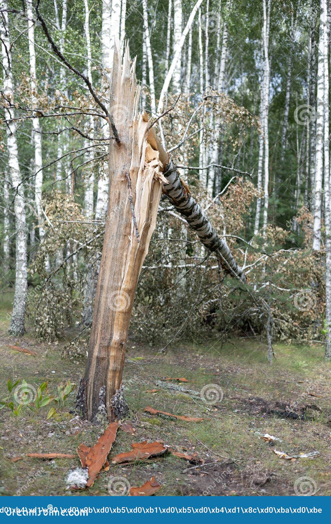 A Broken Tree Trunk in the Forest after a Strong Hurricane Wind. the ...