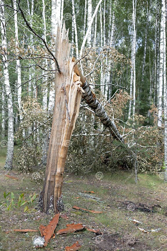 A Broken Tree Trunk in the Forest after a Strong Hurricane Wind. the ...
