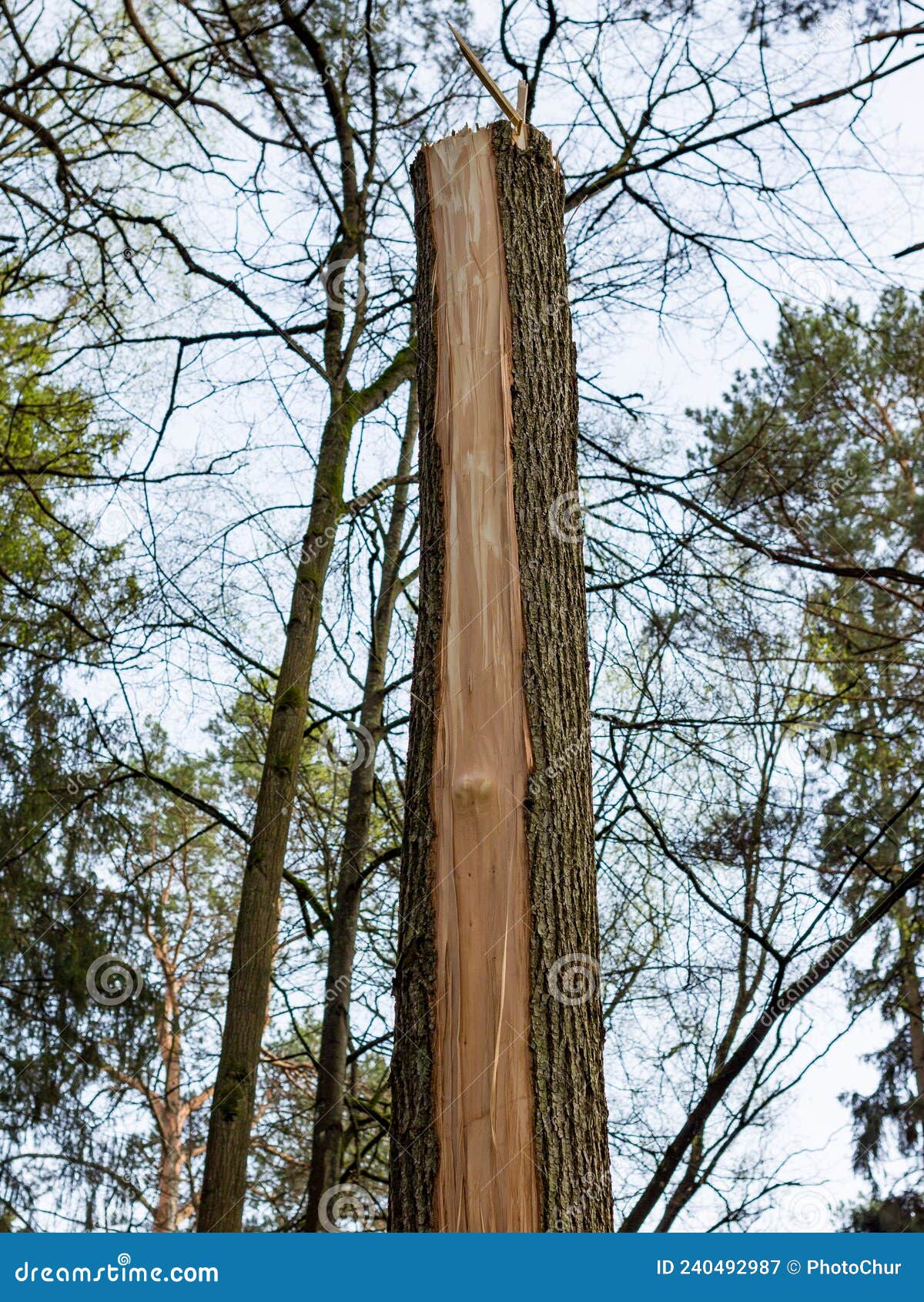 Broken Tree Trunk in Half when Another Tree Falls Stock Image - Image ...