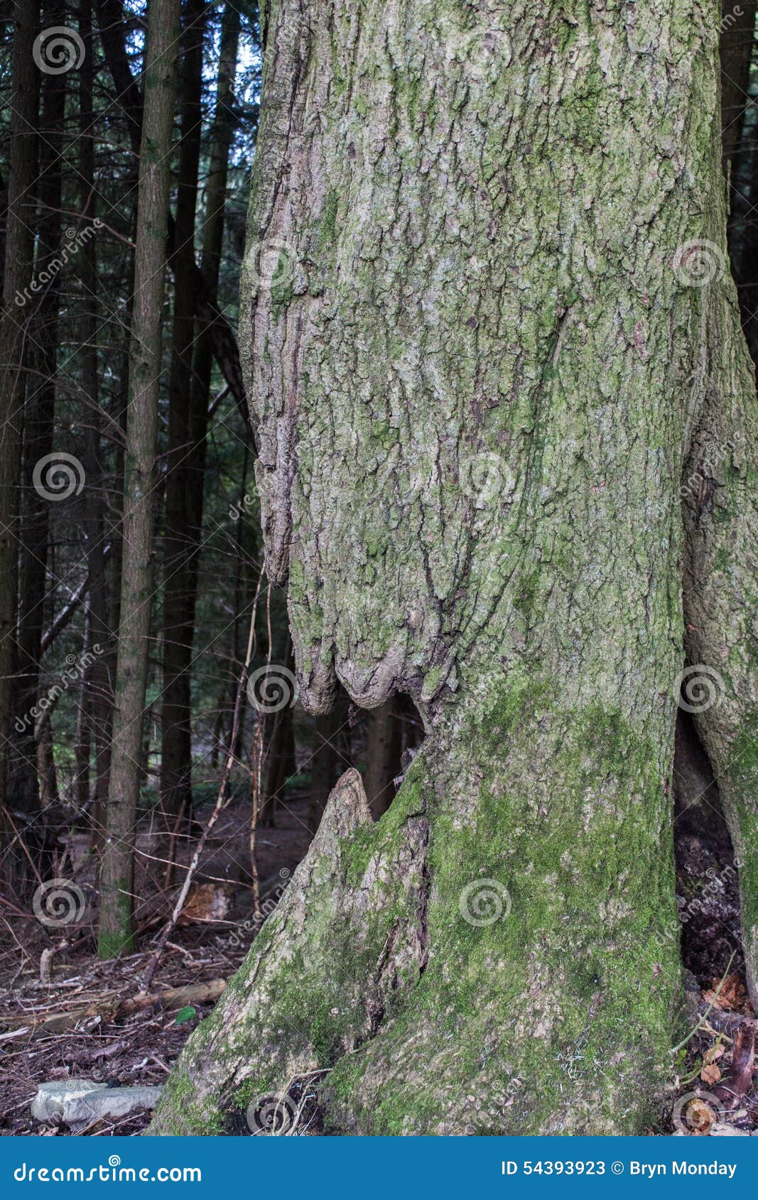 Broken Tree Trunk stock image. Image of trees, forest - 54393923