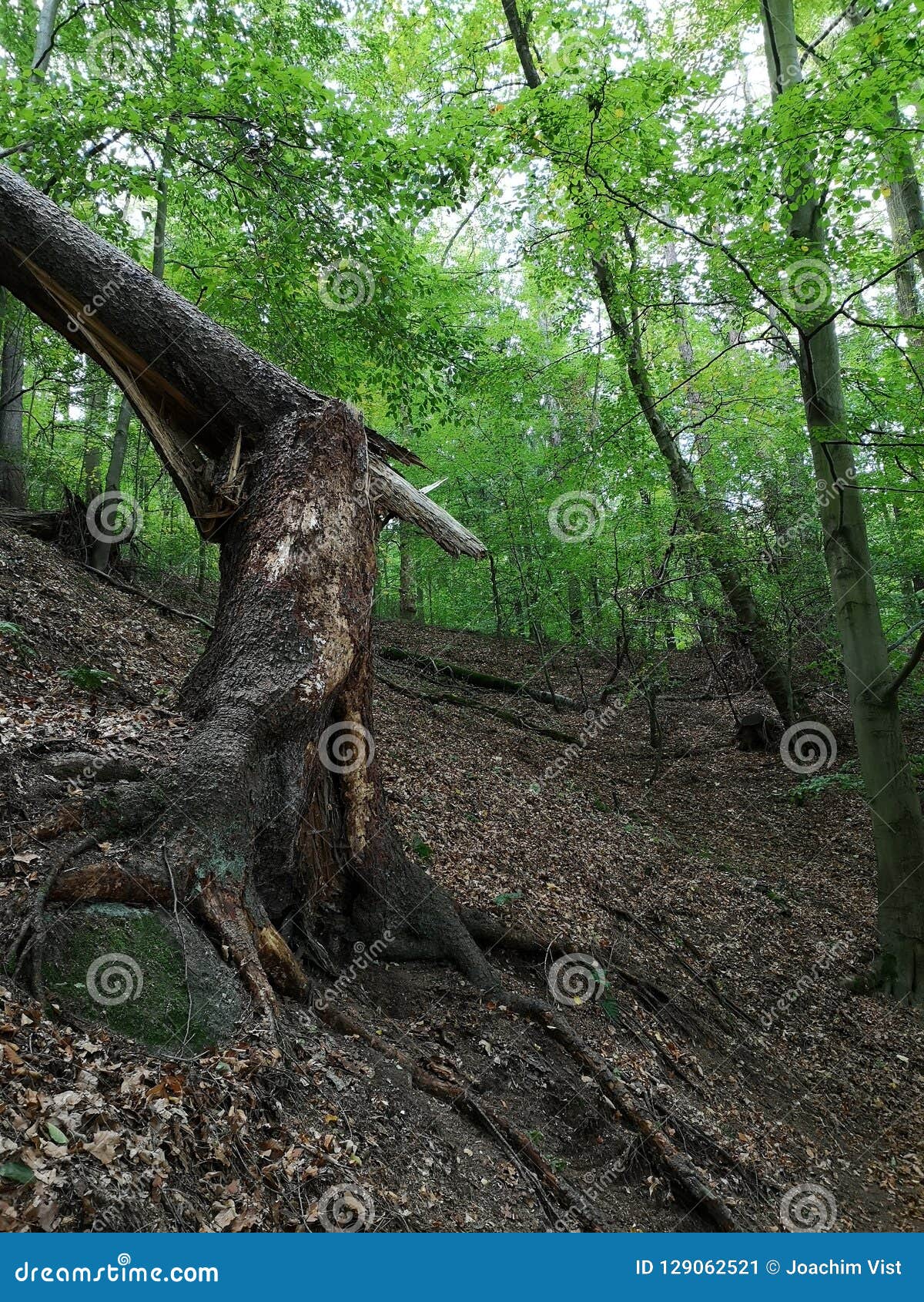 Broken Tree Trunk in the Loket Forests Stock Image - Image of leaves ...