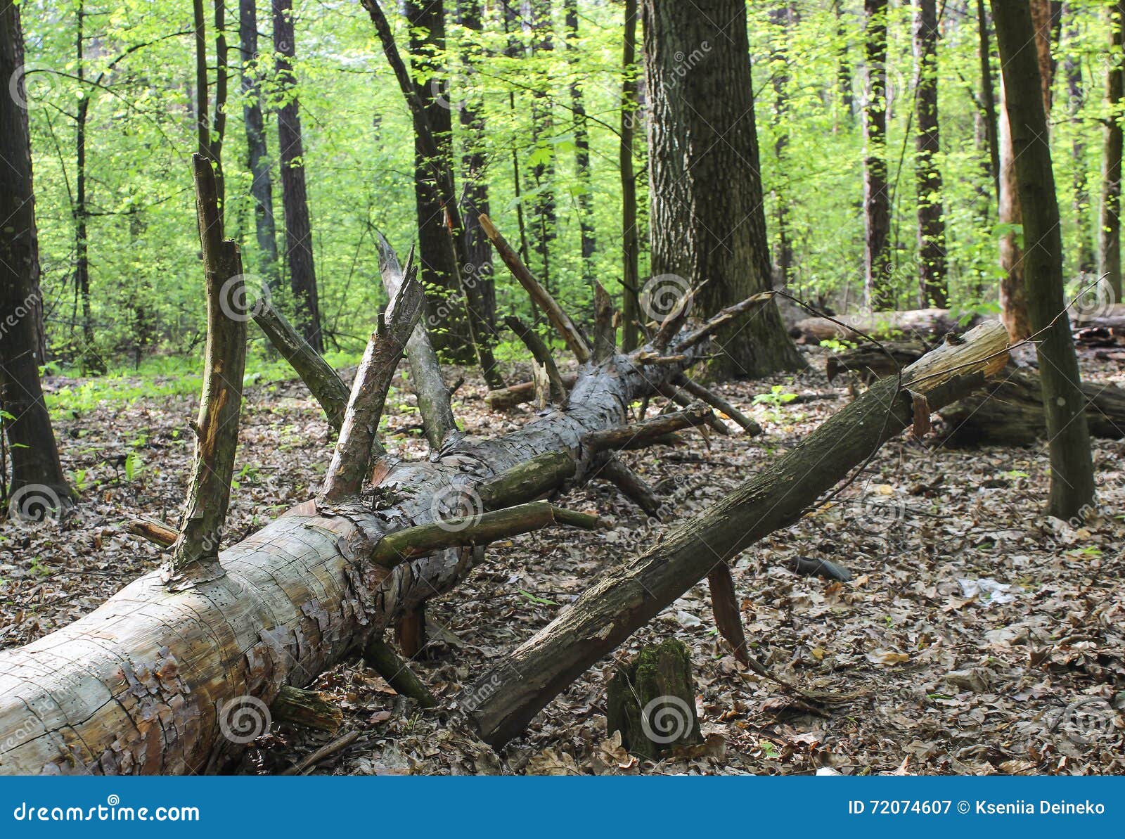 Broken tree trunk stock image. Image of lumber, broken - 72074607