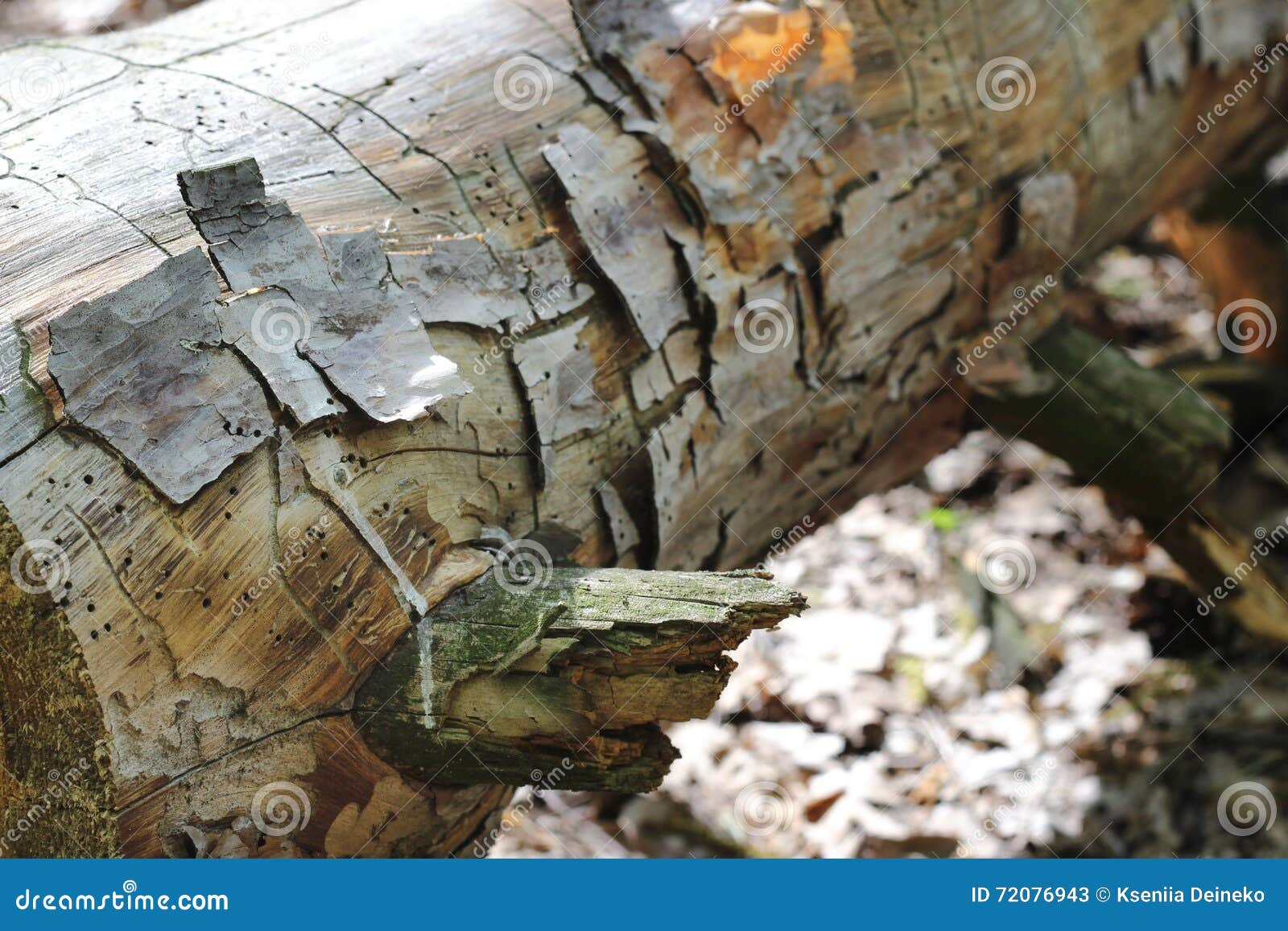 Broken tree trunk stock image. Image of worm, stump, aged - 72076943