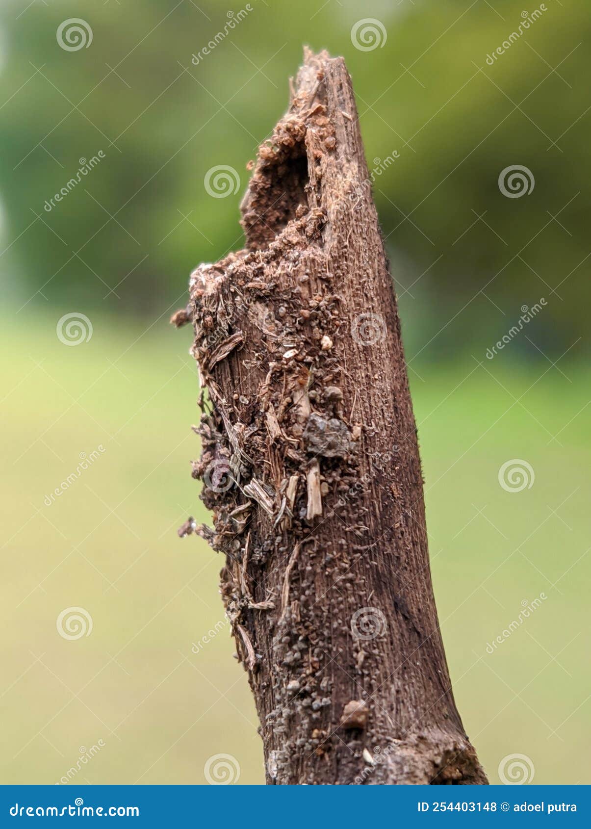 Broken tree trunk photo stock photo. Image of moth, plant - 254403148