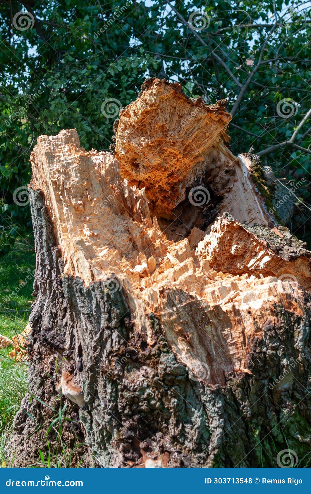 Broken Tree Trunk by a Storm Stock Photo - Image of wooden, damaged ...