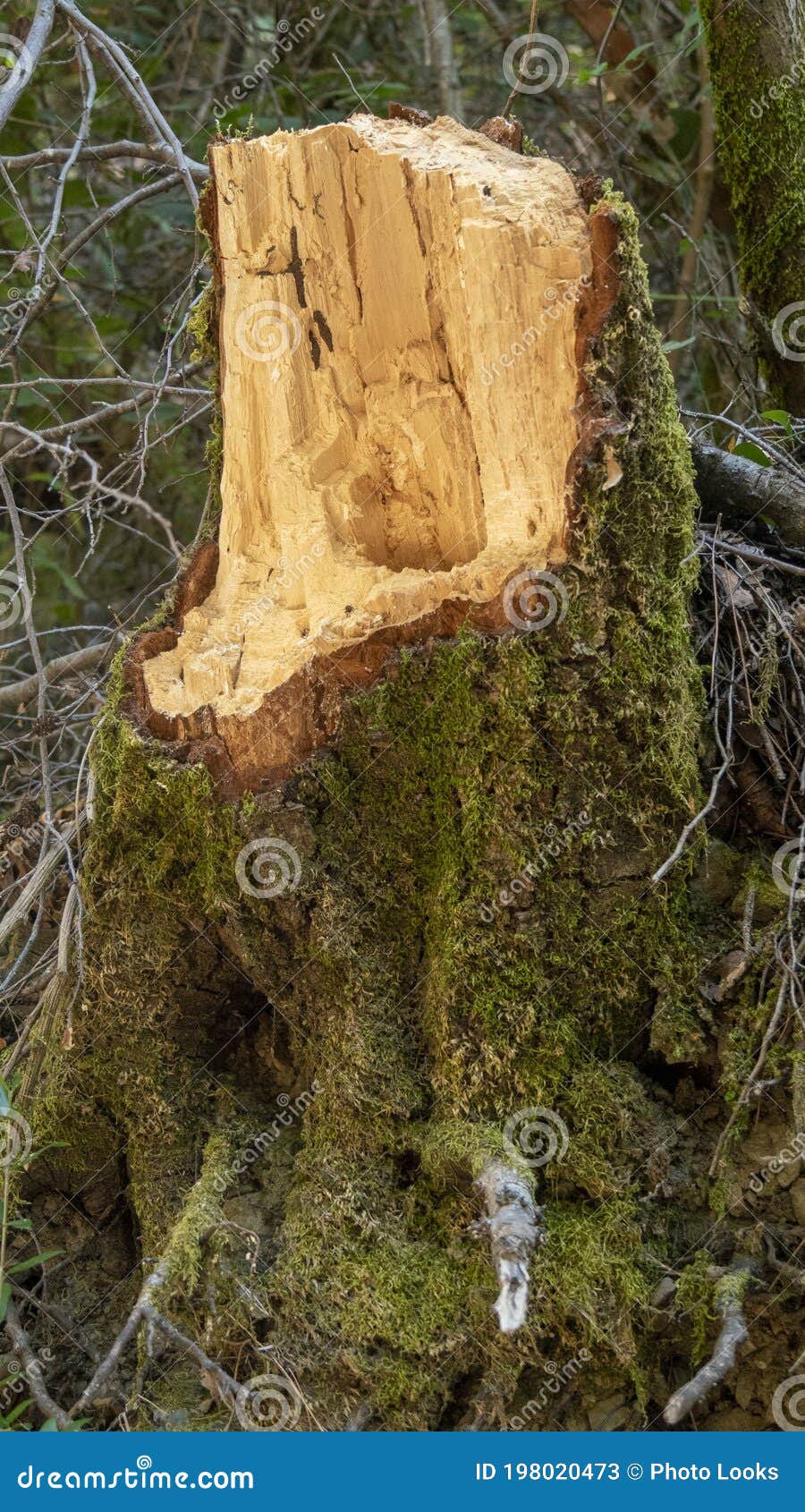 Broken Tree Trunk Stump with Moss Stock Image - Image of branch ...