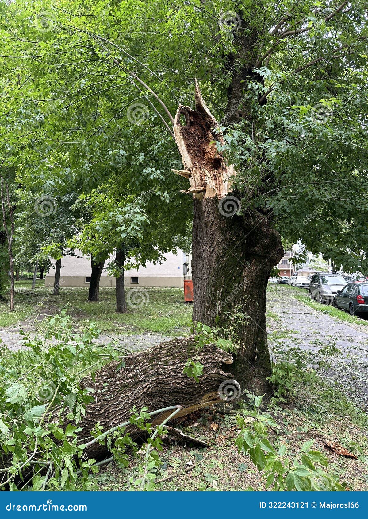 Broken Tree Trunk after a Thunderstorm Stock Image - Image of brown ...