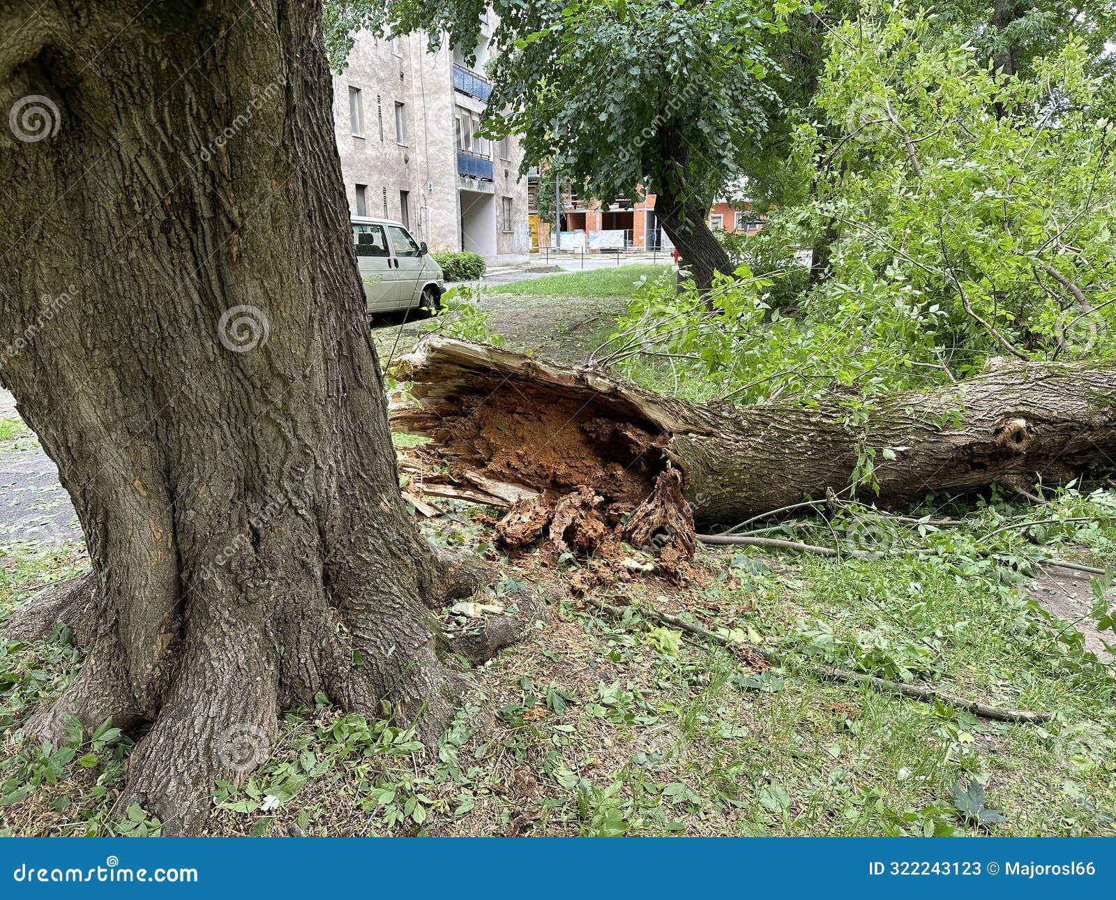 Broken Tree Trunk after a Thunderstorm Stock Image - Image of damage ...