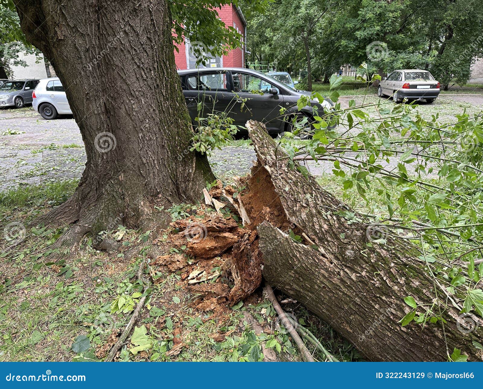 Broken Tree Trunk after a Thunderstorm Stock Image - Image of broken ...