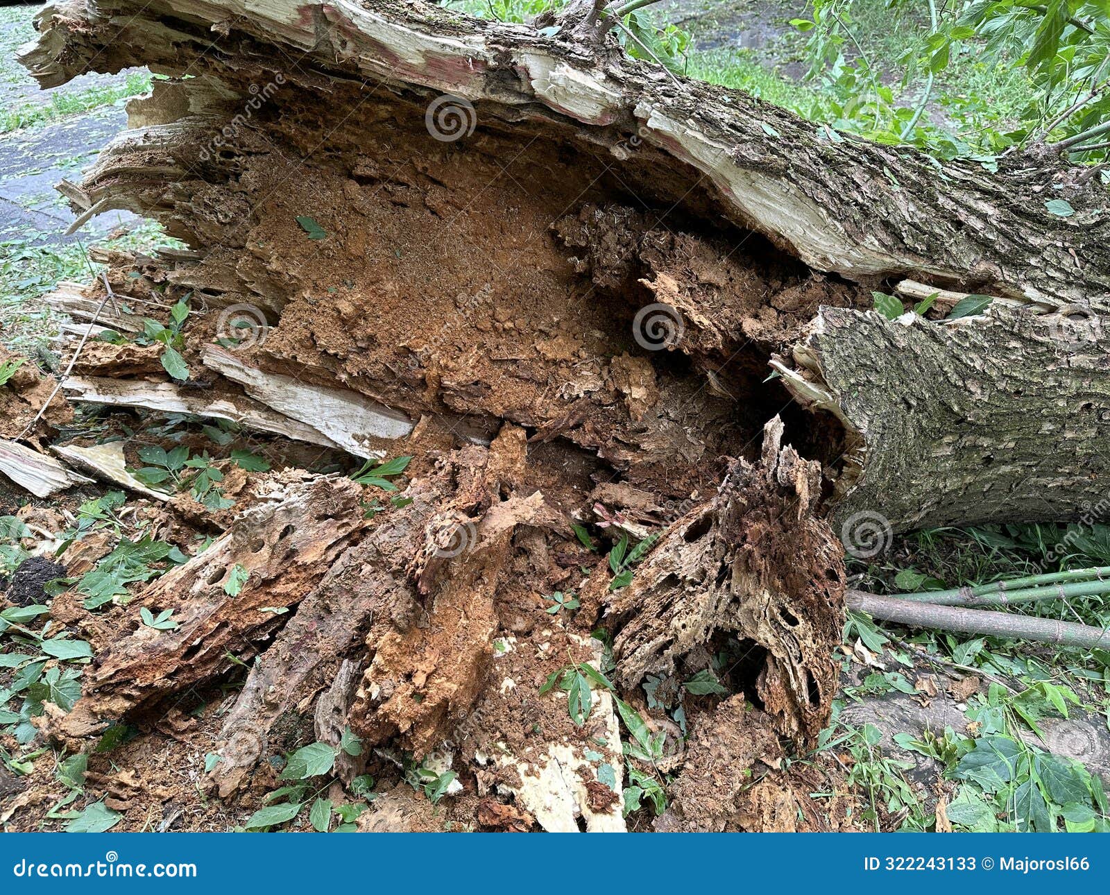 Broken Tree Trunk after a Thunderstorm Stock Image - Image of damage ...