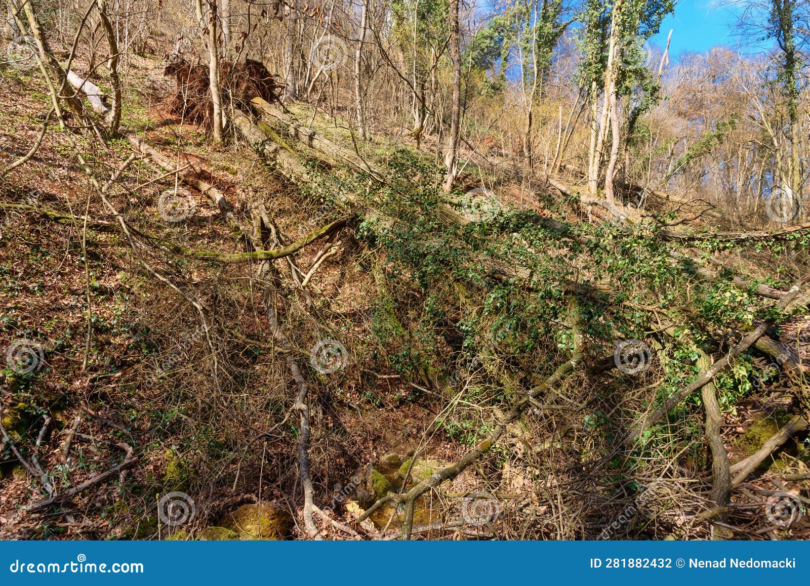 Broken Tree Trunk after Thunderstorm Hurricane in the Forest. Stock ...