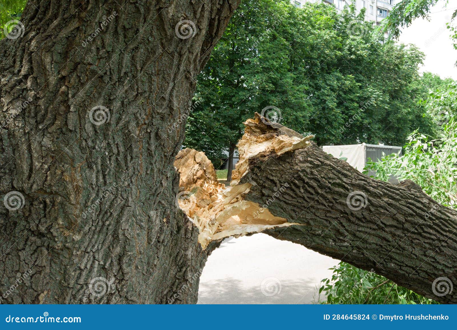 Broken Tree Trunk after Thunderstorm Hurricane in the Park. Wind Broke ...