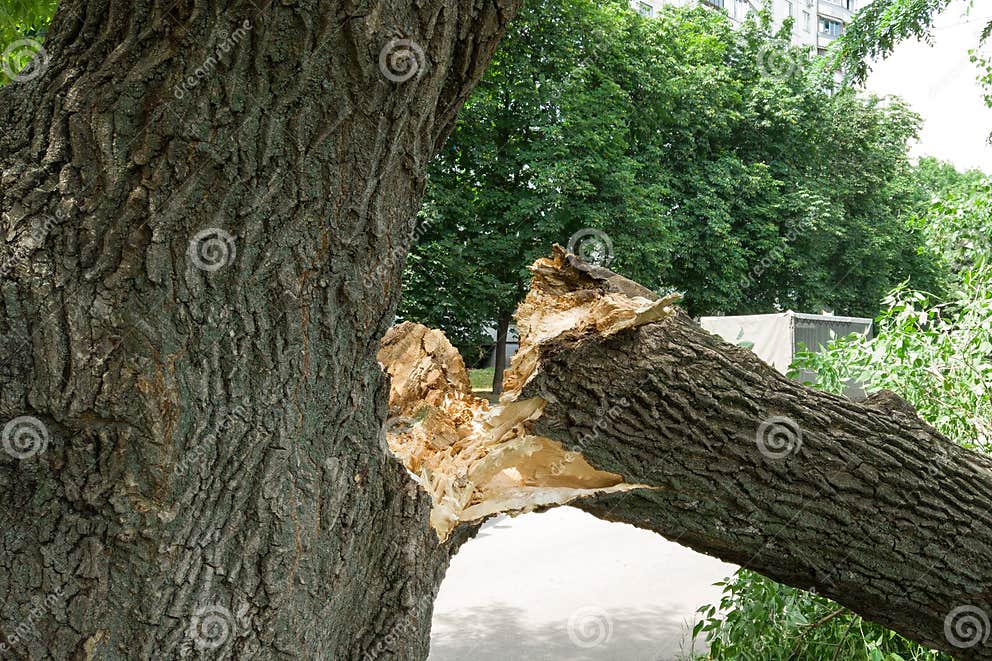 Broken Tree Trunk after Thunderstorm Hurricane in the Park. Wind Broke ...