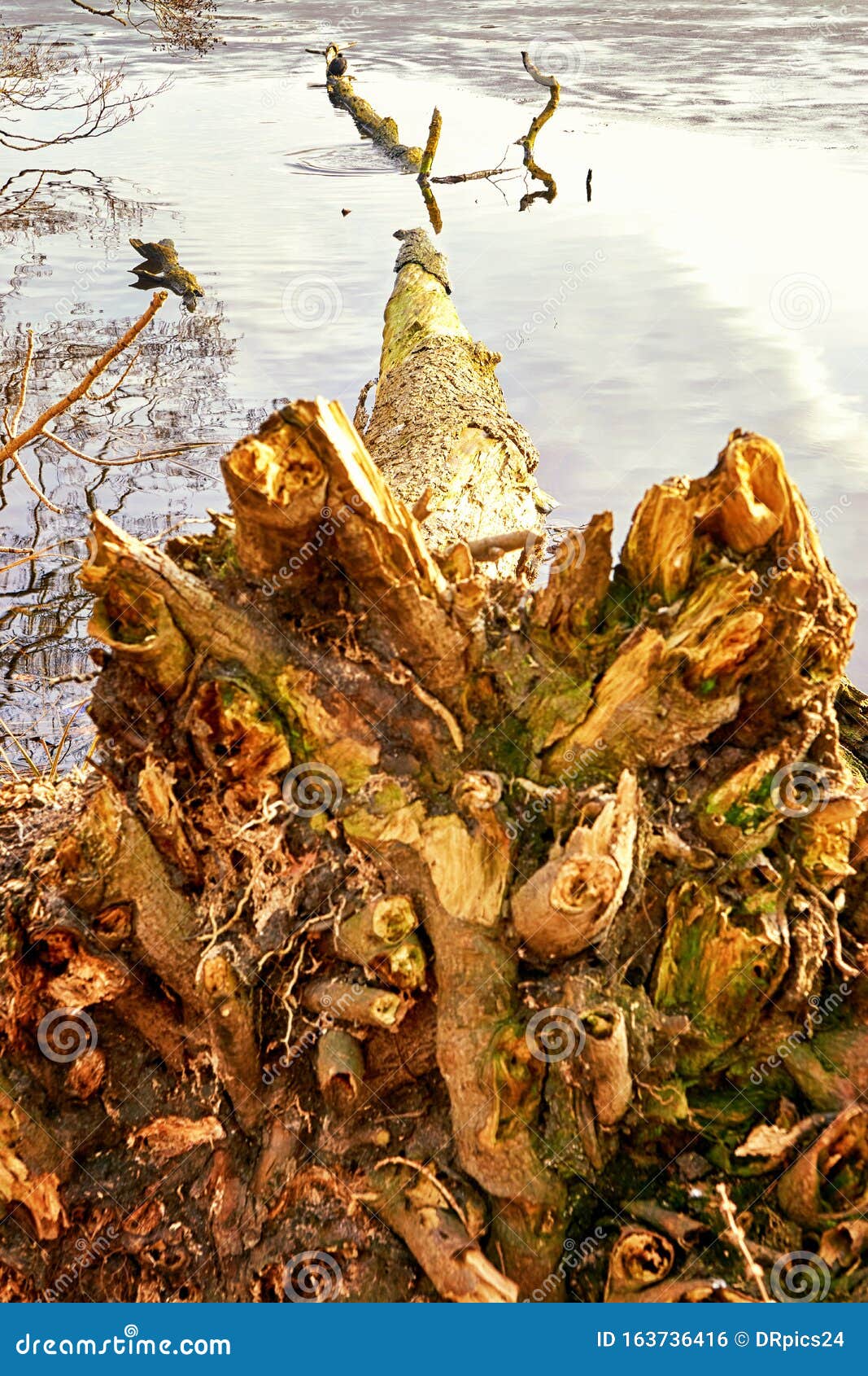 Broken Tree Trunk in the Water Stock Photo - Image of water, green ...