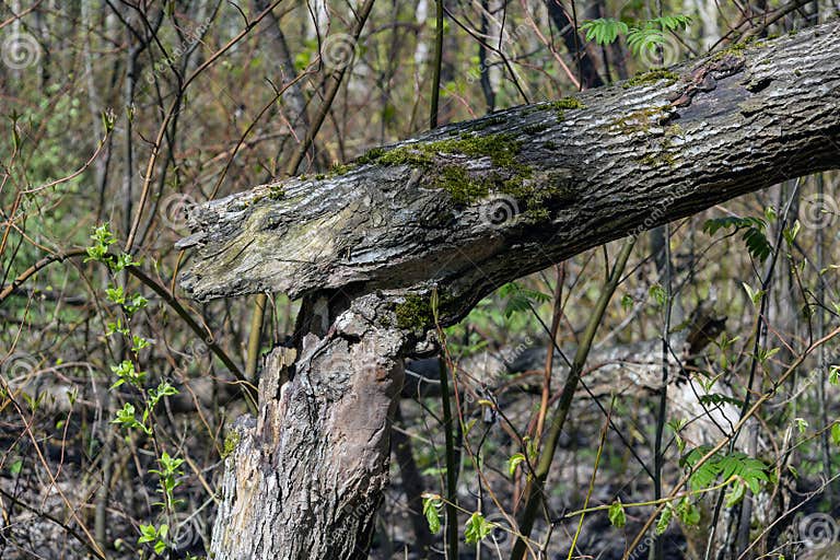 Broken Tree Trunk after by the Wind in the Forest. Consequences of a ...