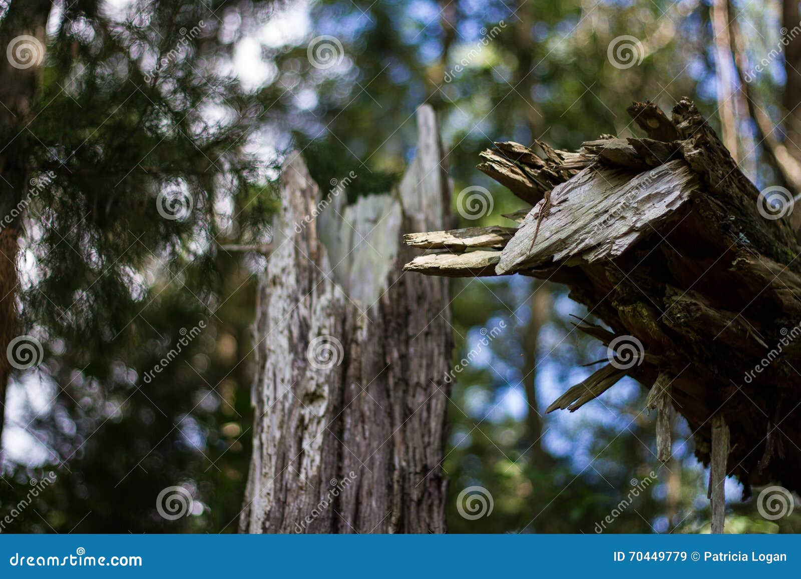 Broken Tree Trunk stock image. Image of serene, leaves - 70449779