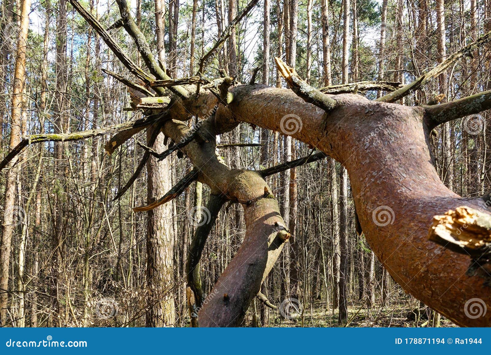 Broken Tree Trunk in the Woods. Fallen Trees Stock Photo - Image of ...