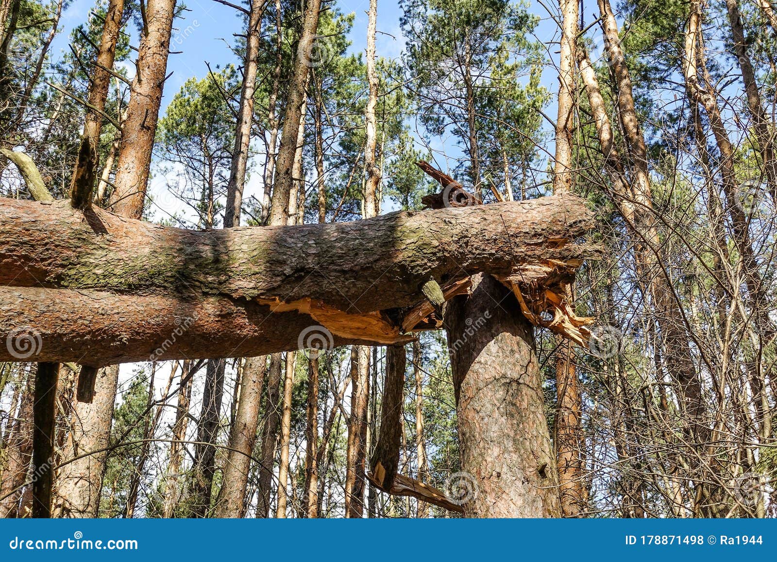 Broken Tree Trunk in the Woods. Fallen Trees Stock Photo - Image of ...