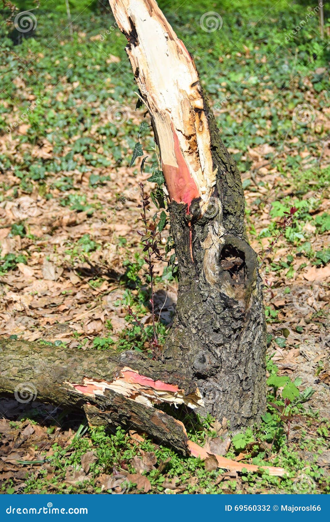 Broken Tree Trunk in the Woods Stock Photo - Image of brown, industry ...