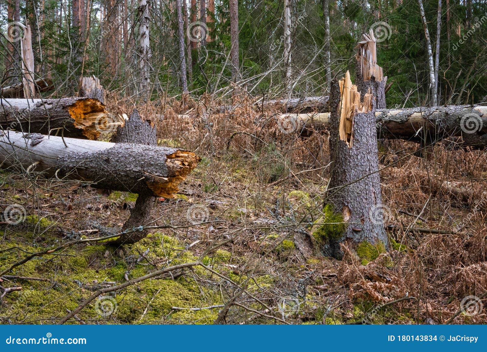 Broken Tree Trunks in the Forest after Storm. Fallen Trees in the Woods ...