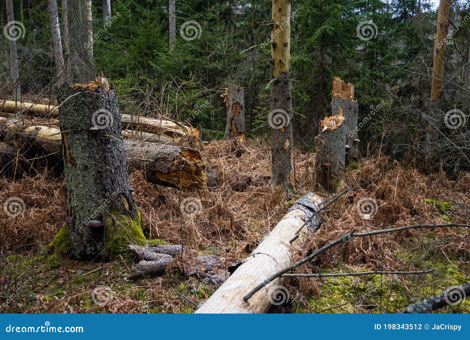 Broken Tree Trunks in the Forest after Storm. Fallen Trees in the Woods ...