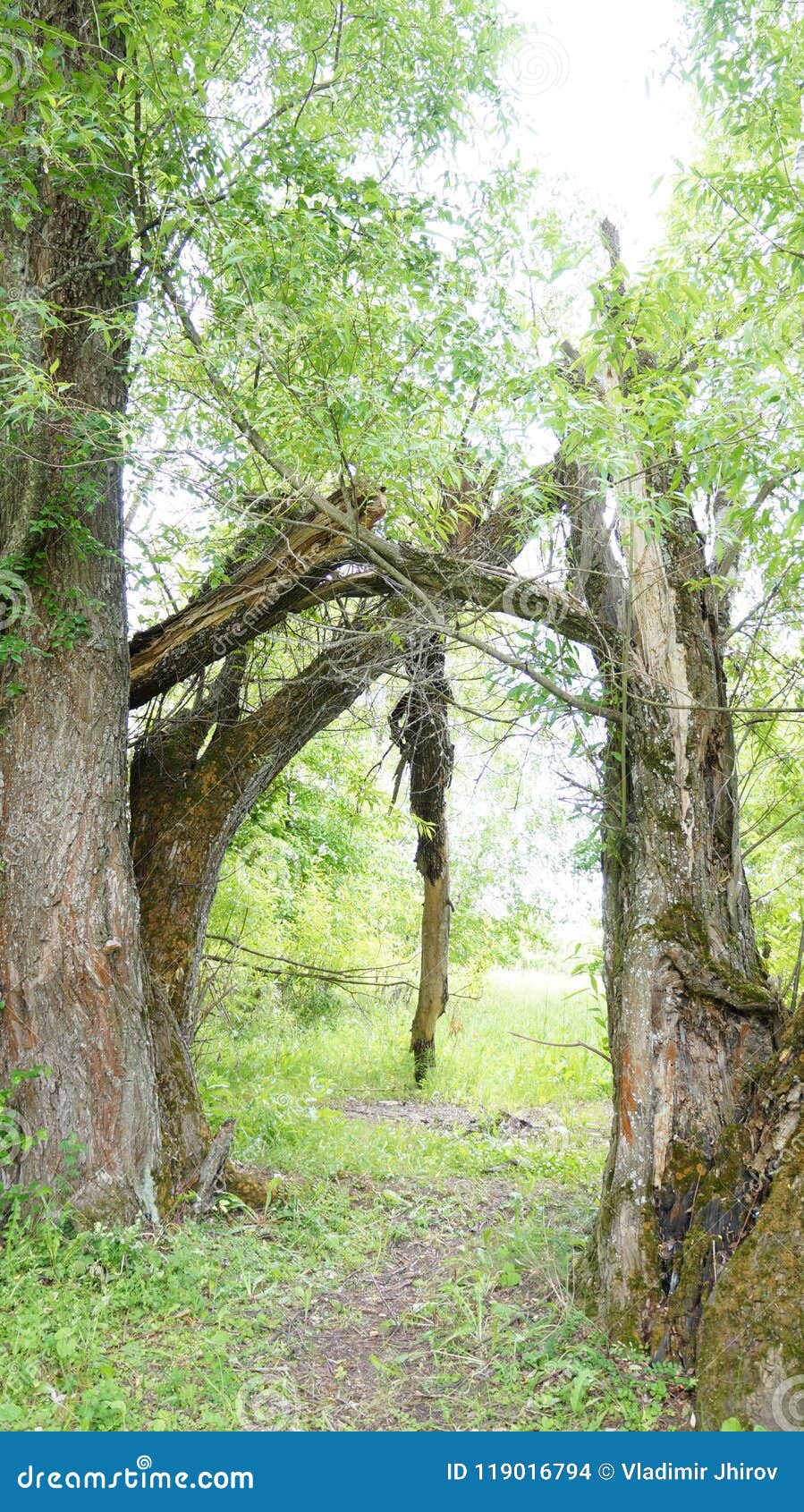 Broken Tree Trunks on the Ground Stock Photo - Image of broken, tree ...