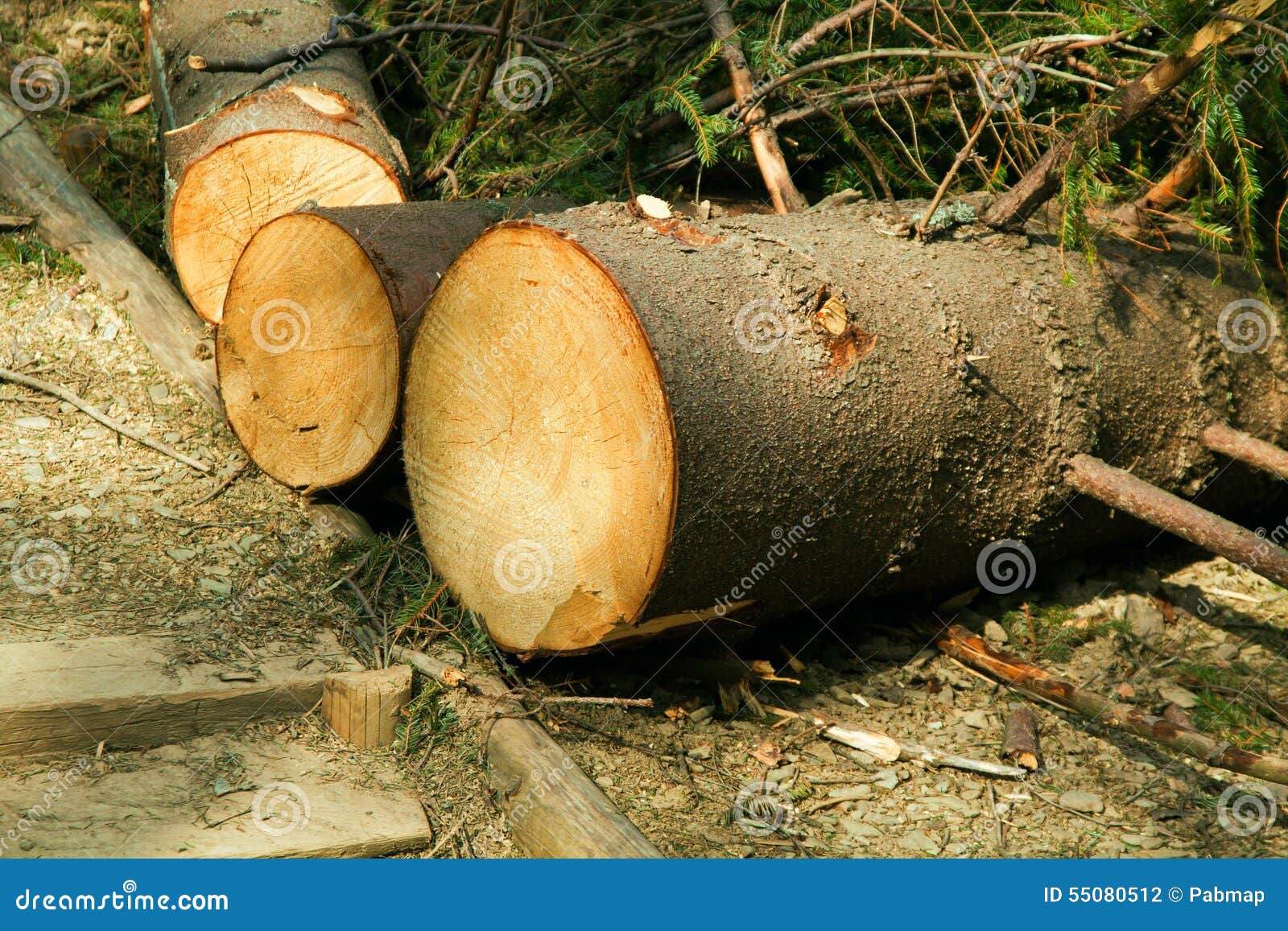 Broken tree wind disaster stock photo. Image of timber - 55080512