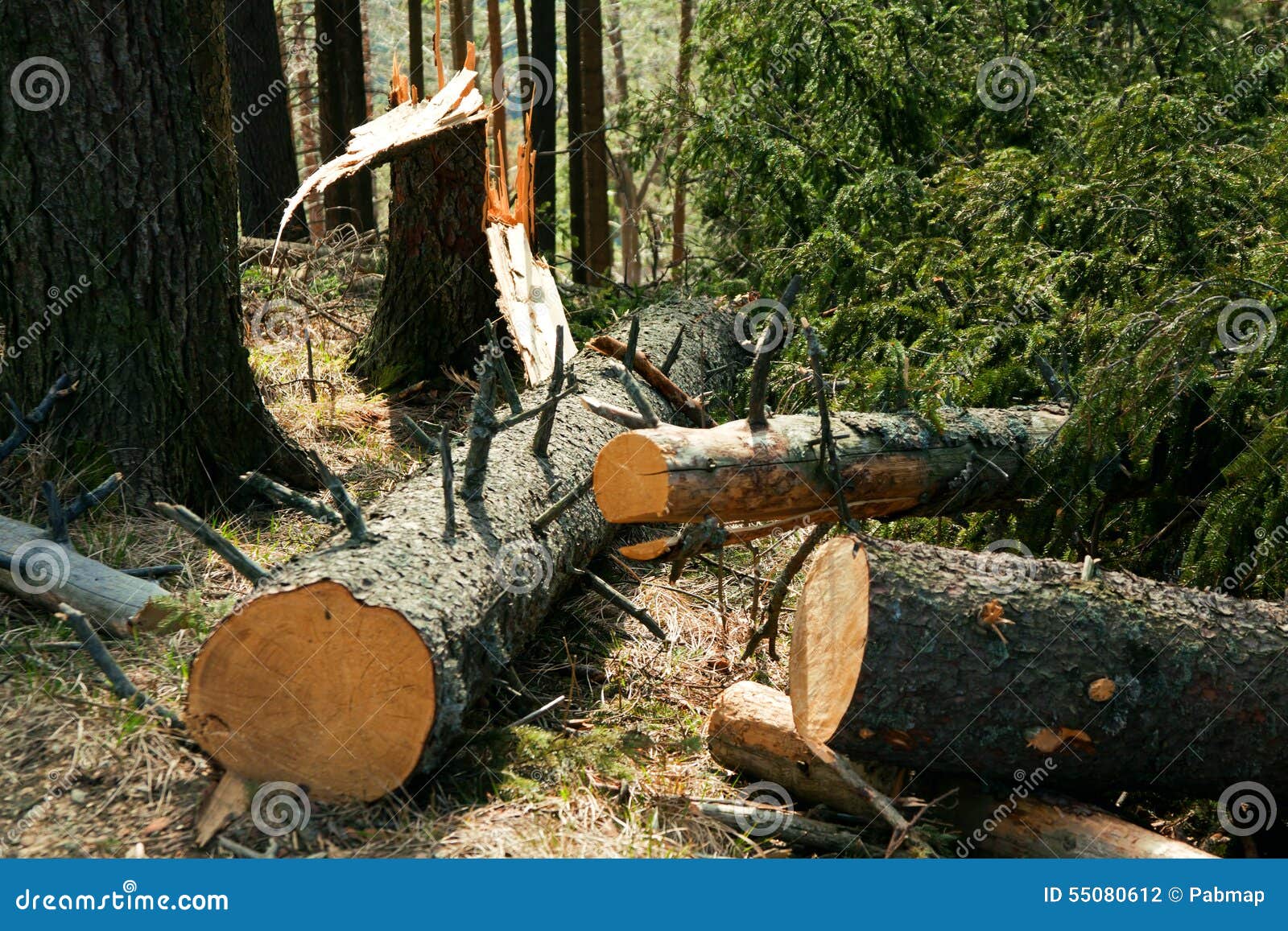 Broken tree wind disaster stock photo. Image of break - 55080612