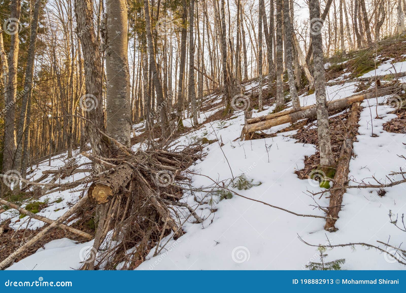 Broken tree during winter stock image. Image of snow - 198882913