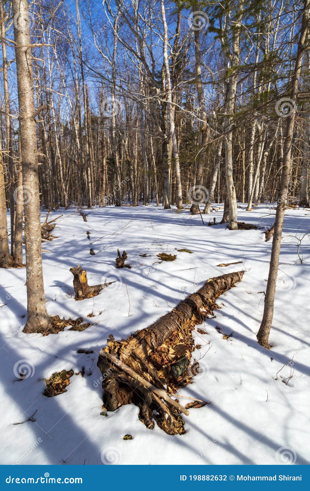 Broken tree during winter stock photo. Image of rotting - 198882632