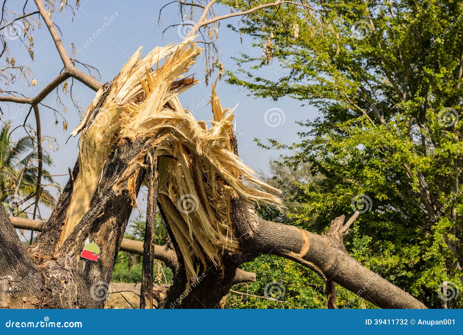 The broken tree stock photo. Image of wooden, damage - 39411732
