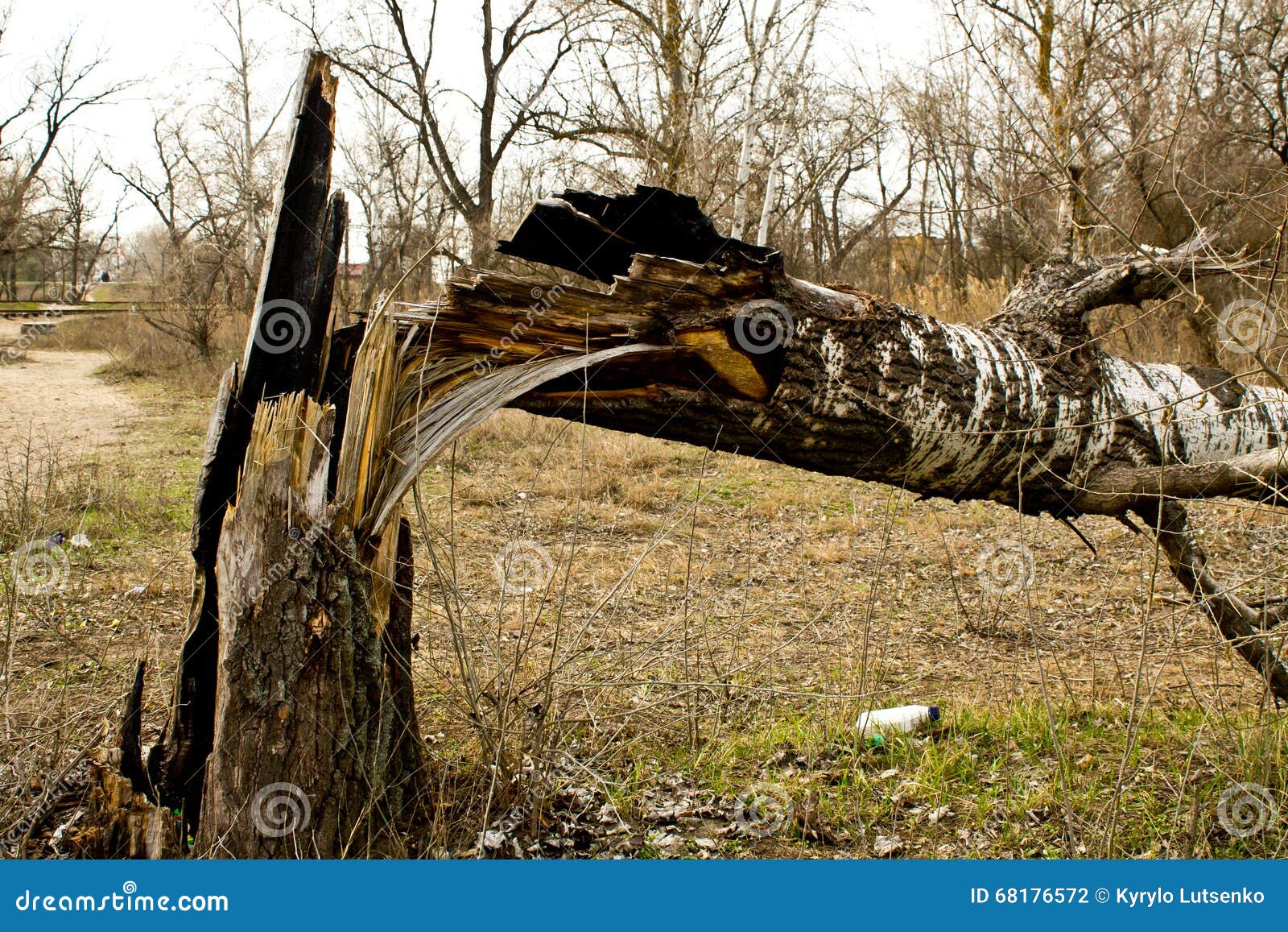 Broken tree stock photo. Image of outdoor, overthrown - 68176572