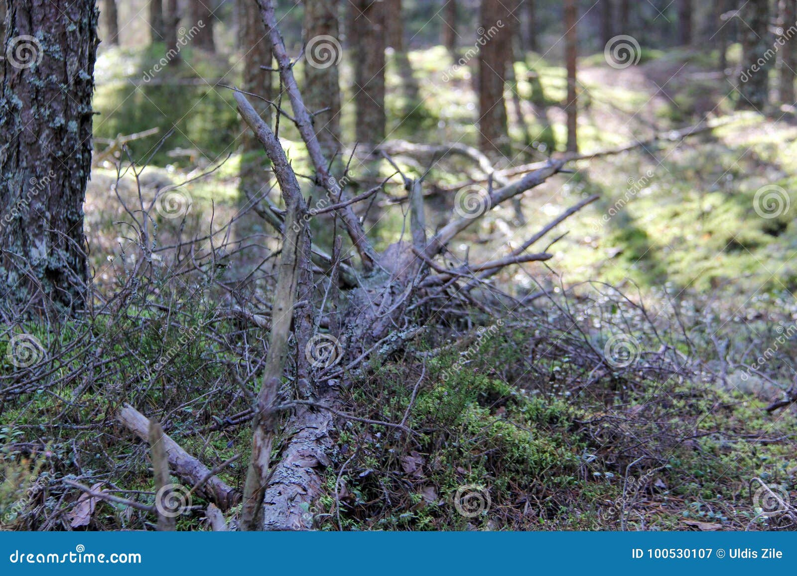 Broken Tree in Wood. Branches of Broken Trees in the Forest Stock Image ...