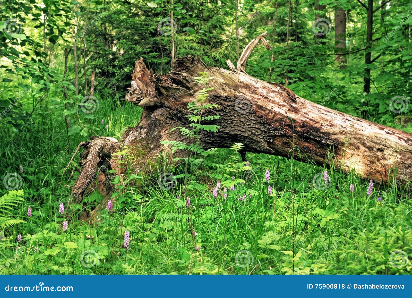 Broken tree in wood stock photo. Image of wind, rotten - 75900818