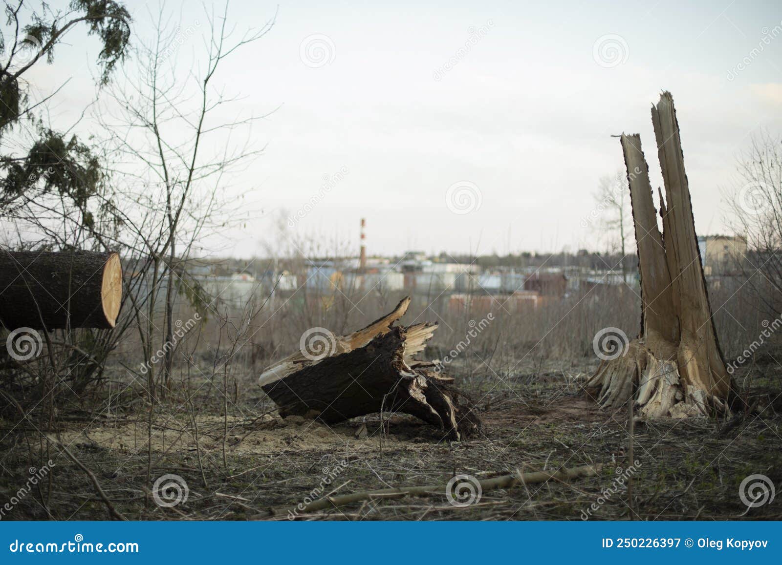 Broken Tree in Woods. Large Spruce Tree Fell Stock Image - Image of ...