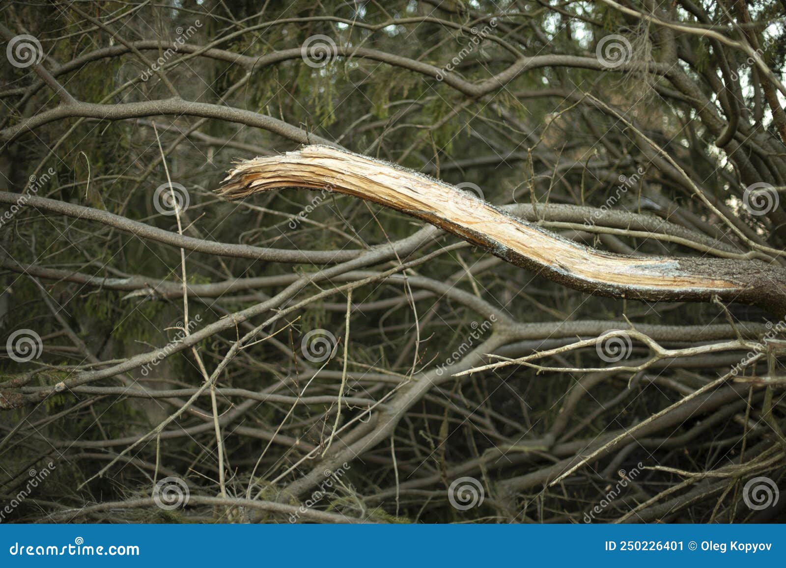 Broken Tree in Woods. Large Spruce Tree Fell Stock Image - Image of ...