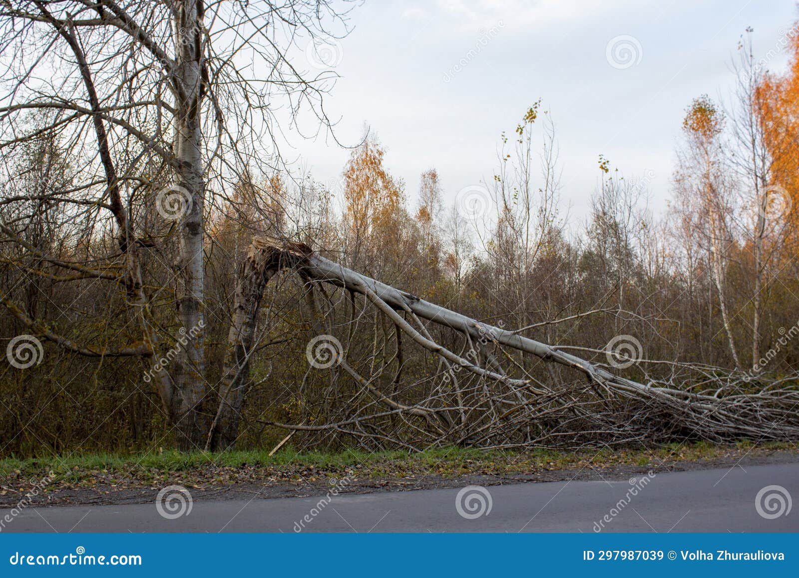 The Wind Broke The Tree. Roots And Trunk Of An Overturned Tree Royalty ...