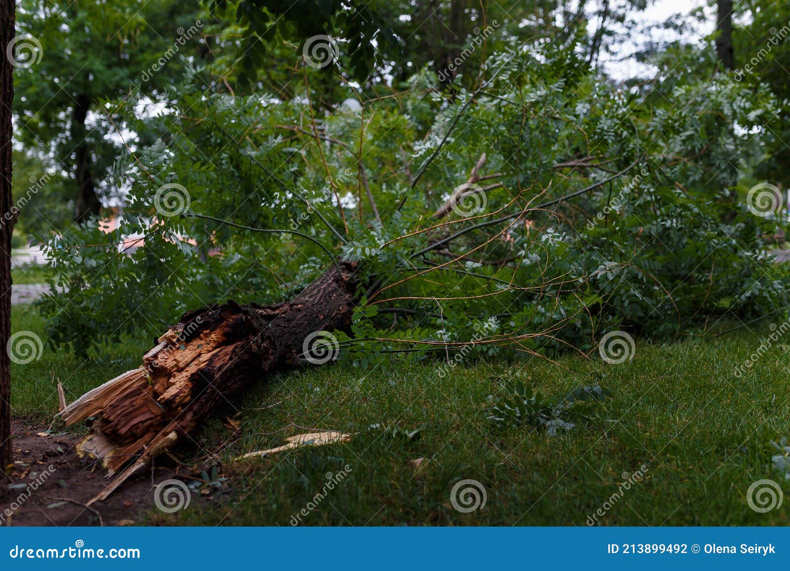 Broken Trees and Branches. Thunderstorm, Heavy Rain with Hail ...