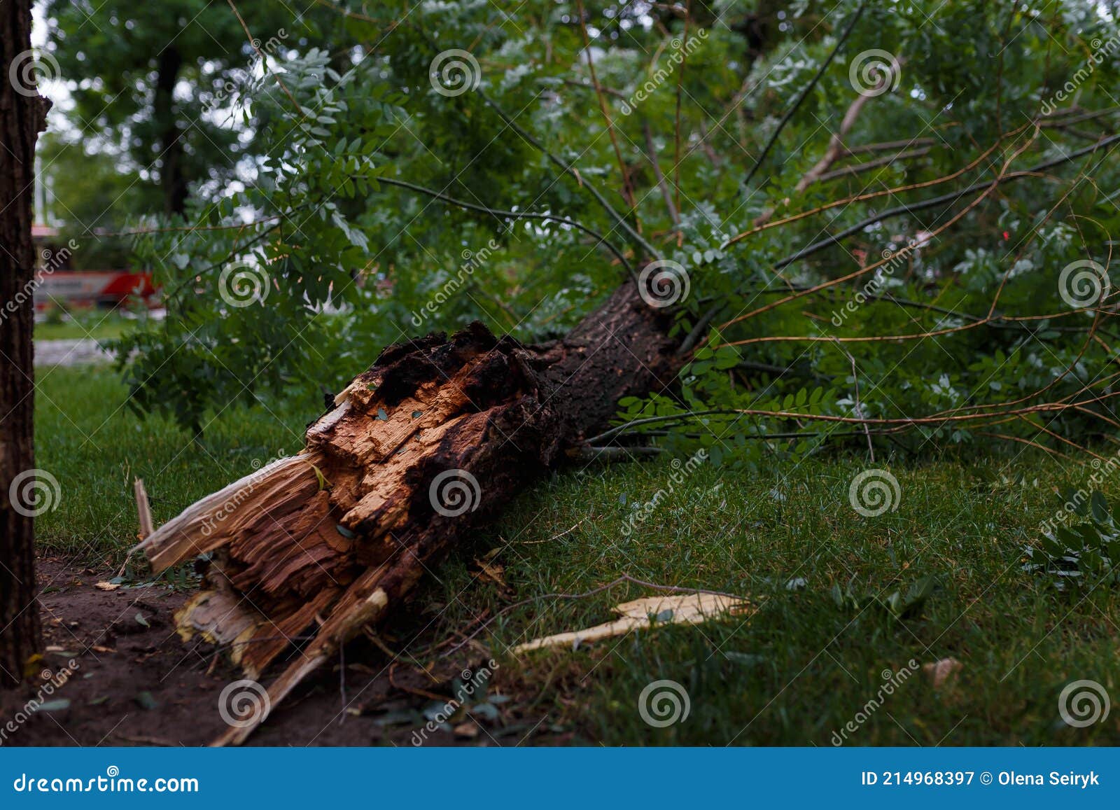 Broken Trees And Branches. Thunderstorm, Heavy Rain With Hail ...
