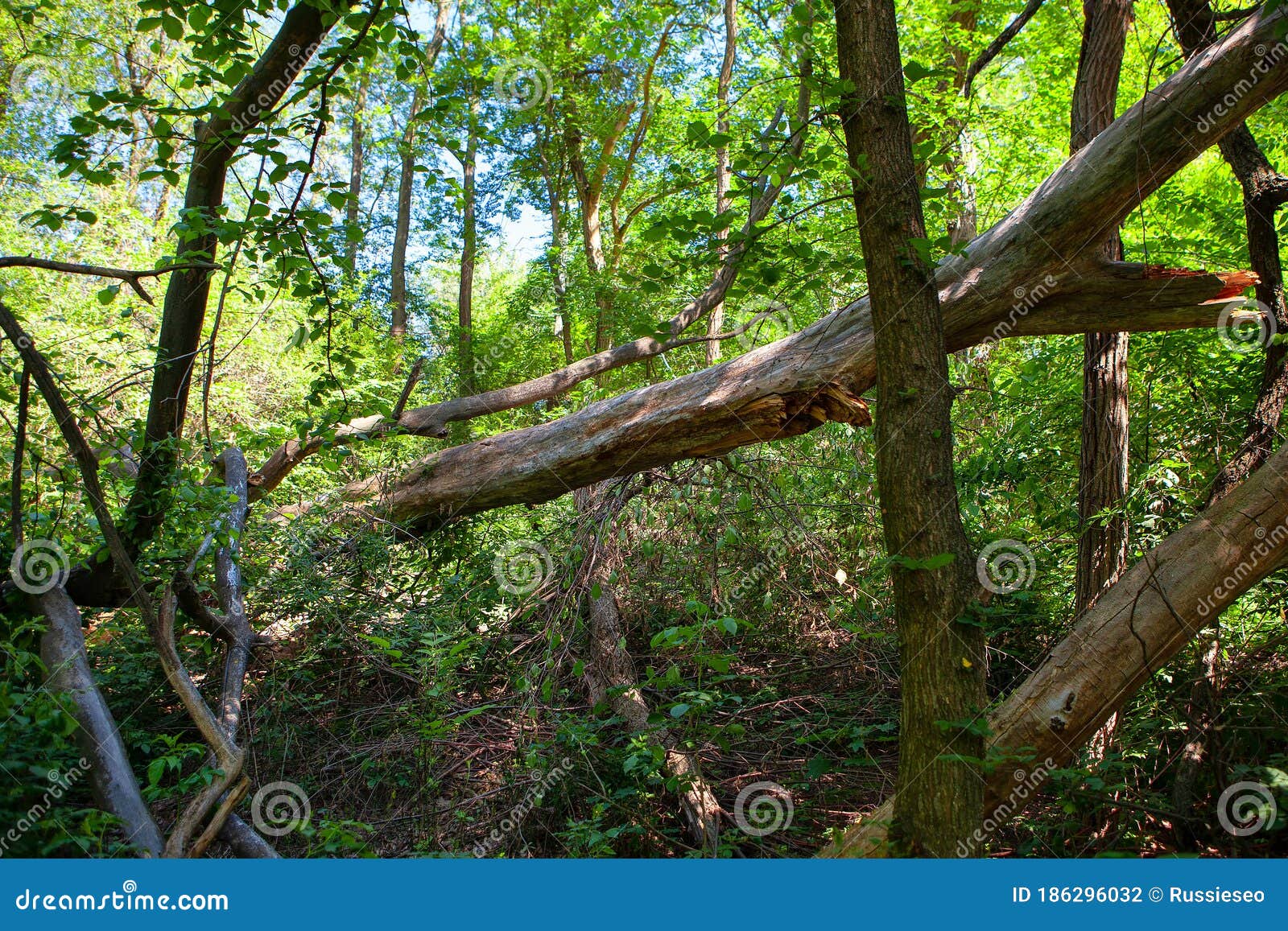 Broken trees stock photo. Image of park, forest, design - 186296032