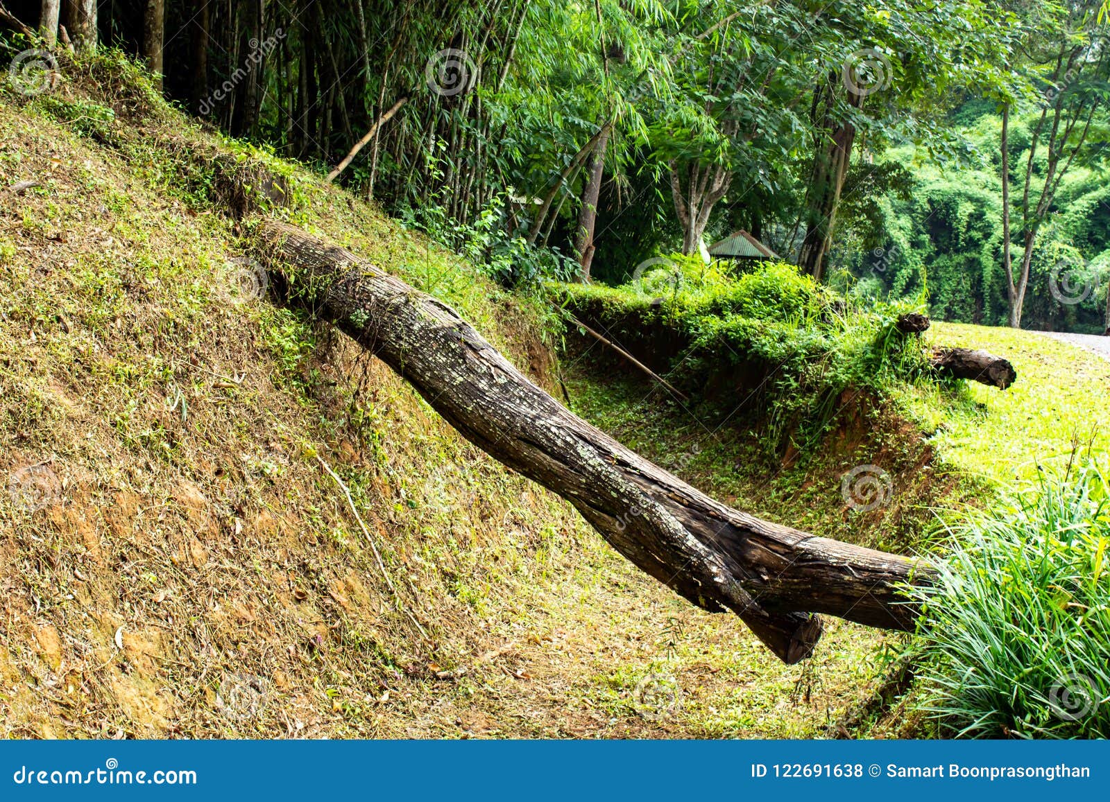 Broken Trees Falling Down on Earth at Si Dit Waterfall. Stock Photo ...