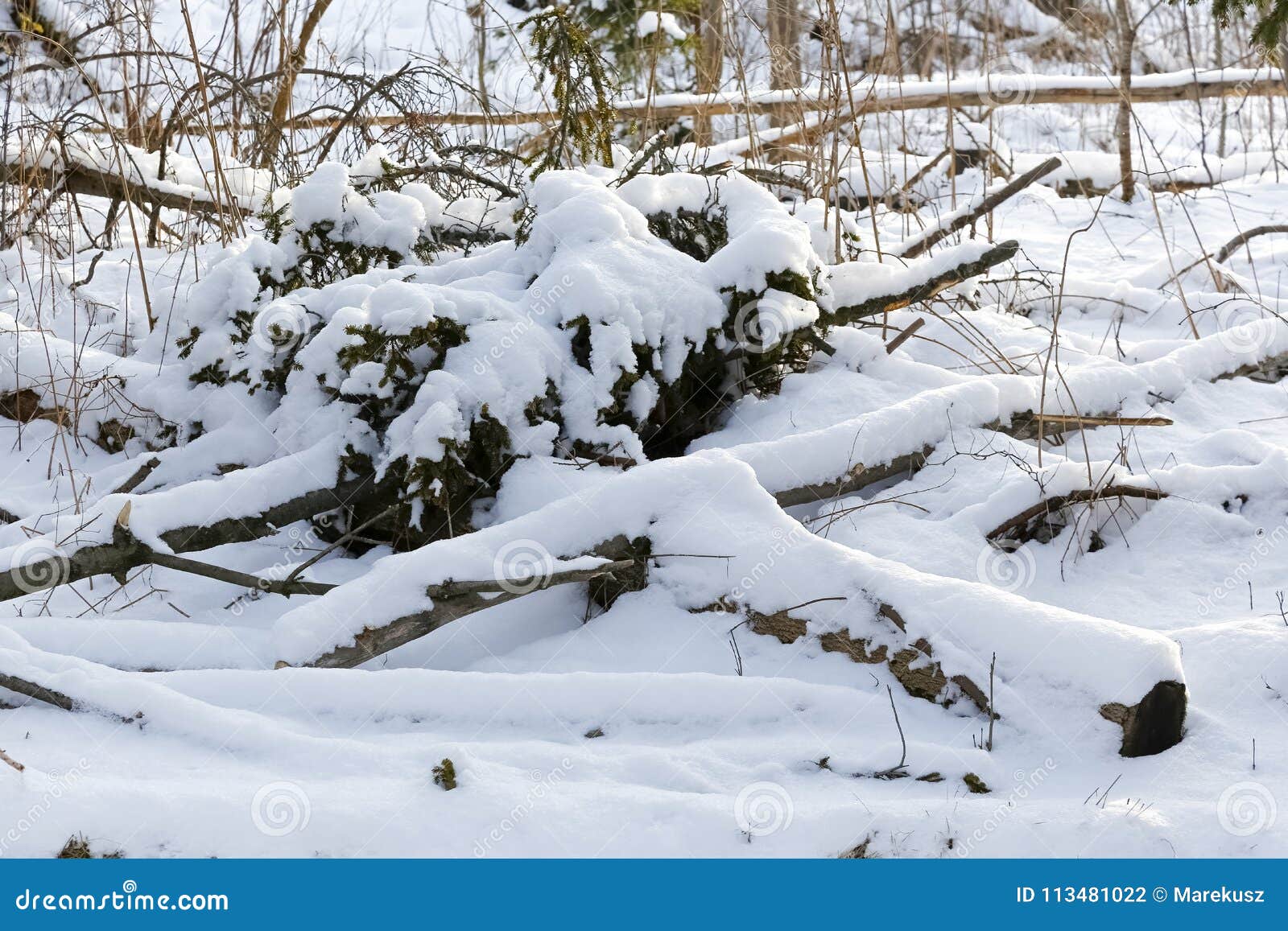 Broken Trees in the Forest are Covered with Snow Stock Photo - Image of ...