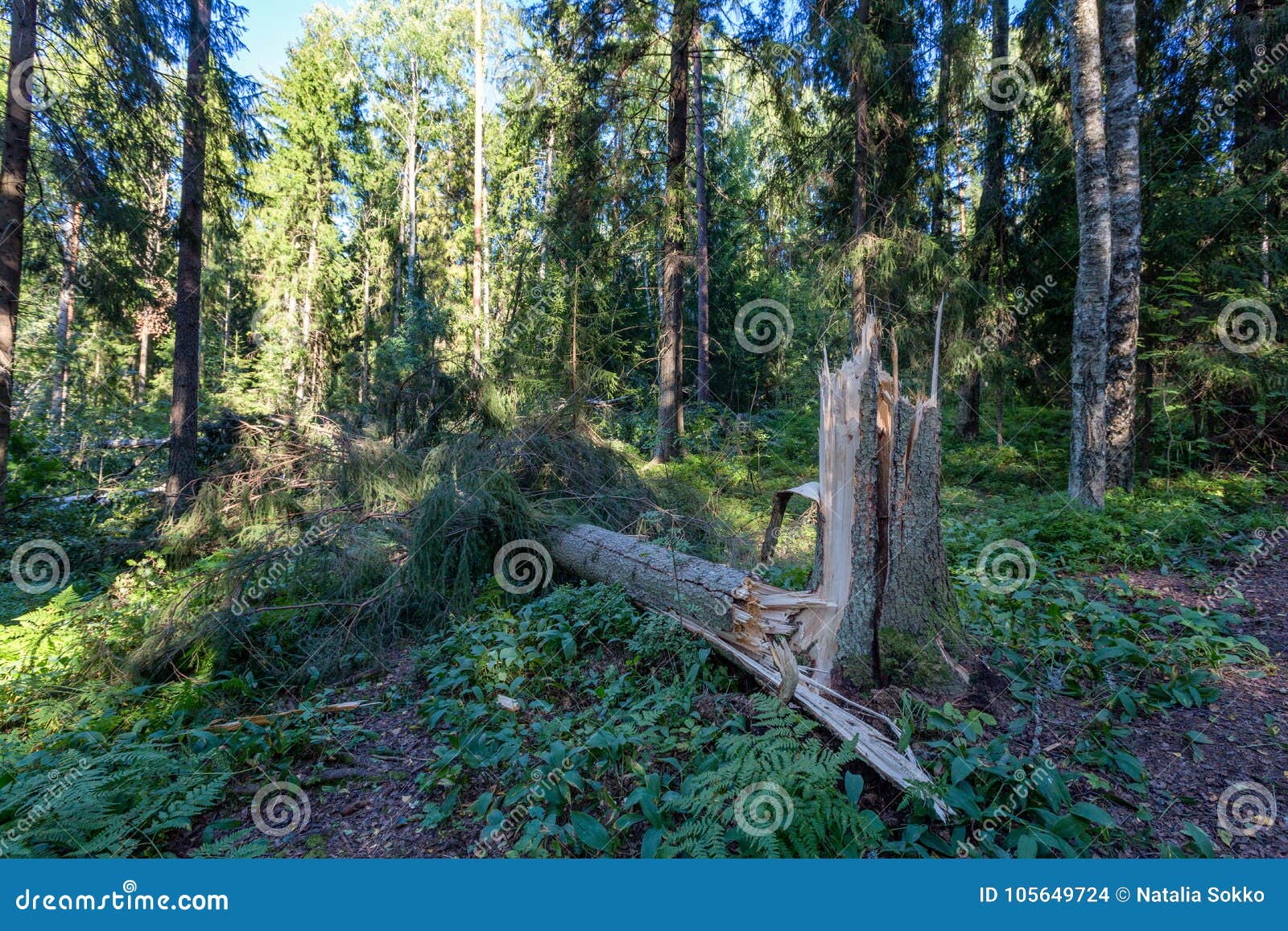 The Broken Trees in the Forest after Storm Stock Photo - Image of ...