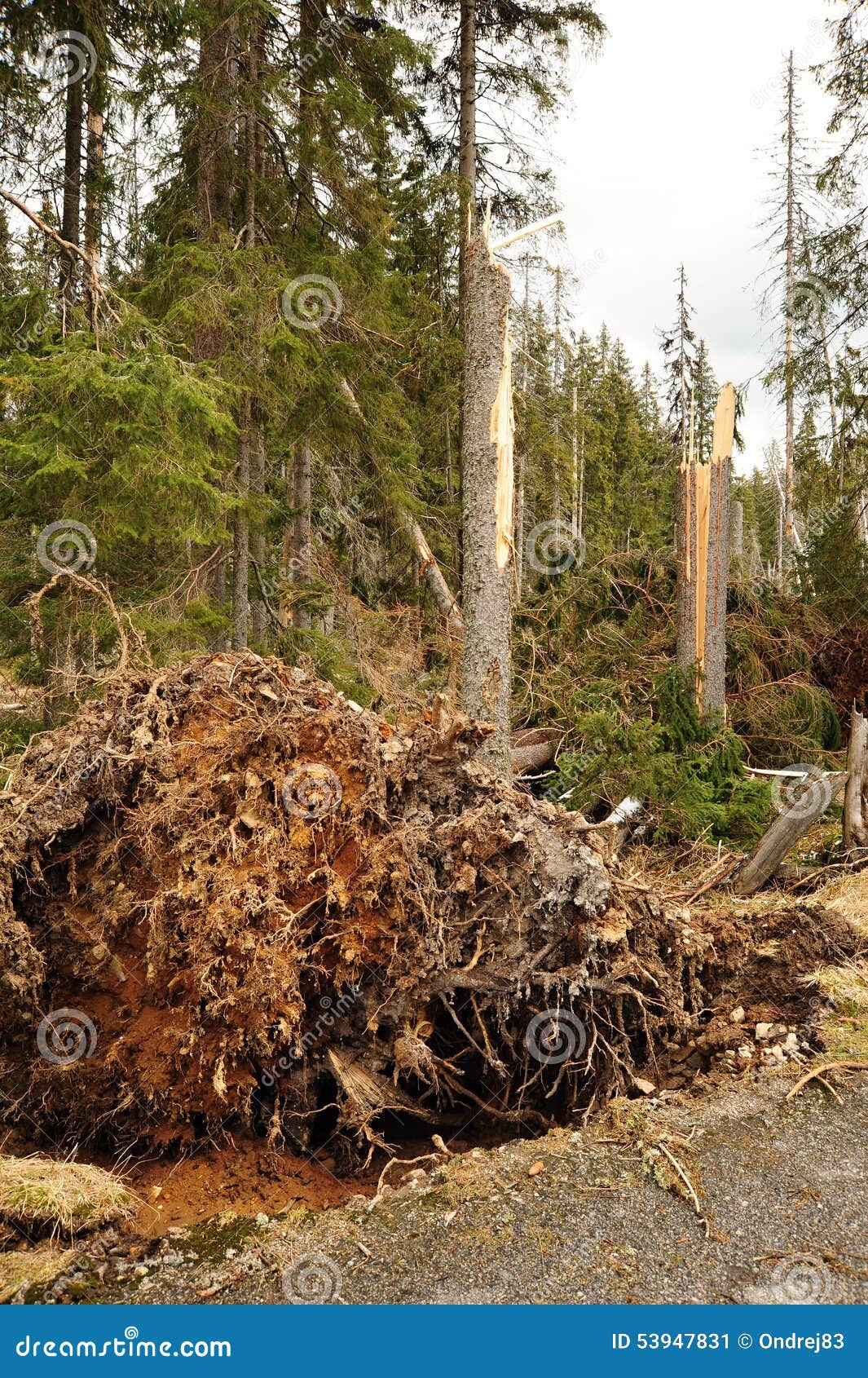 Broken Trees After Storm Stock Photography | CartoonDealer.com #102969884