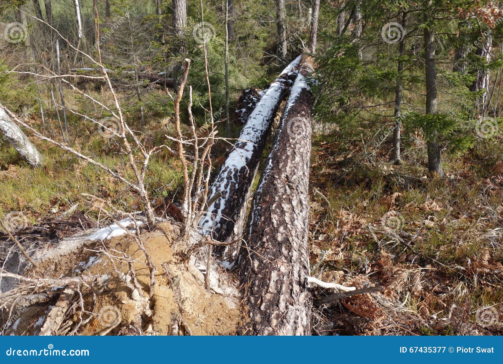 Broken trees stock image. Image of roots, wrenched, nature - 67435377