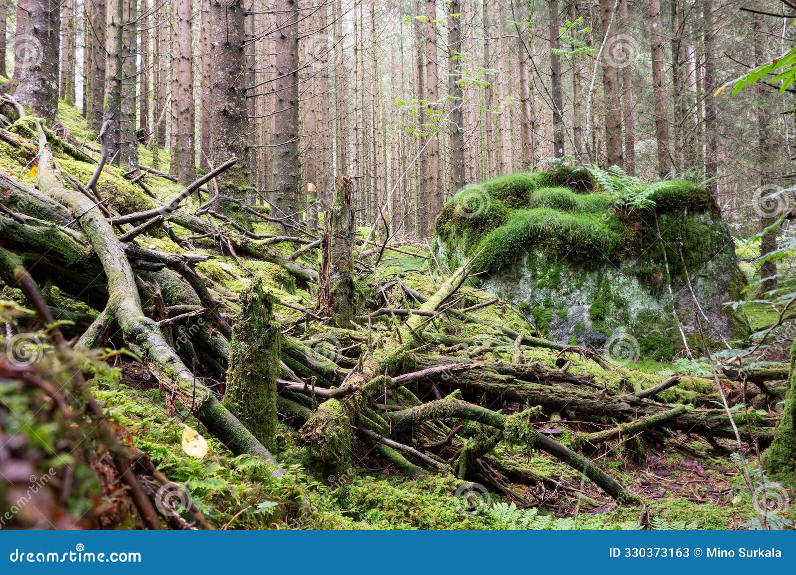Broken Trees in Deep Forest, Trunks Rotting in Nature Stock Image ...