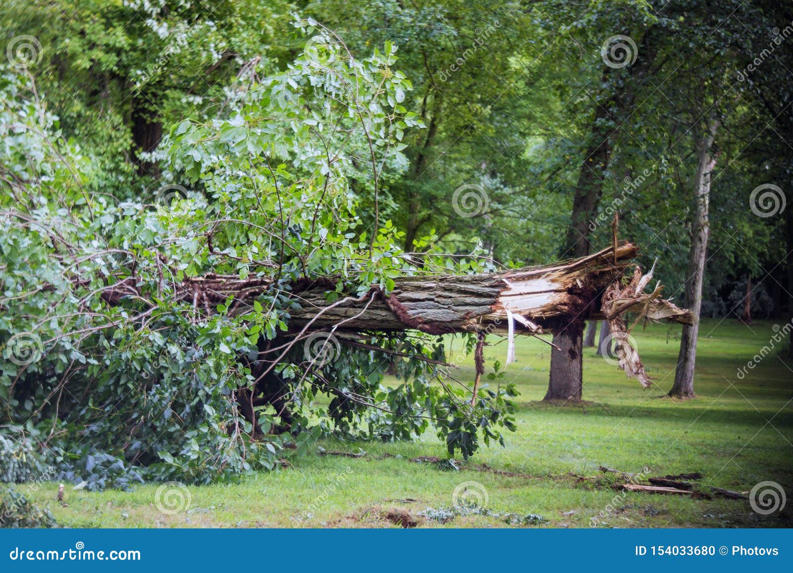 The Broken Trees after Powerful Hurricane in the Forest after a Storm ...